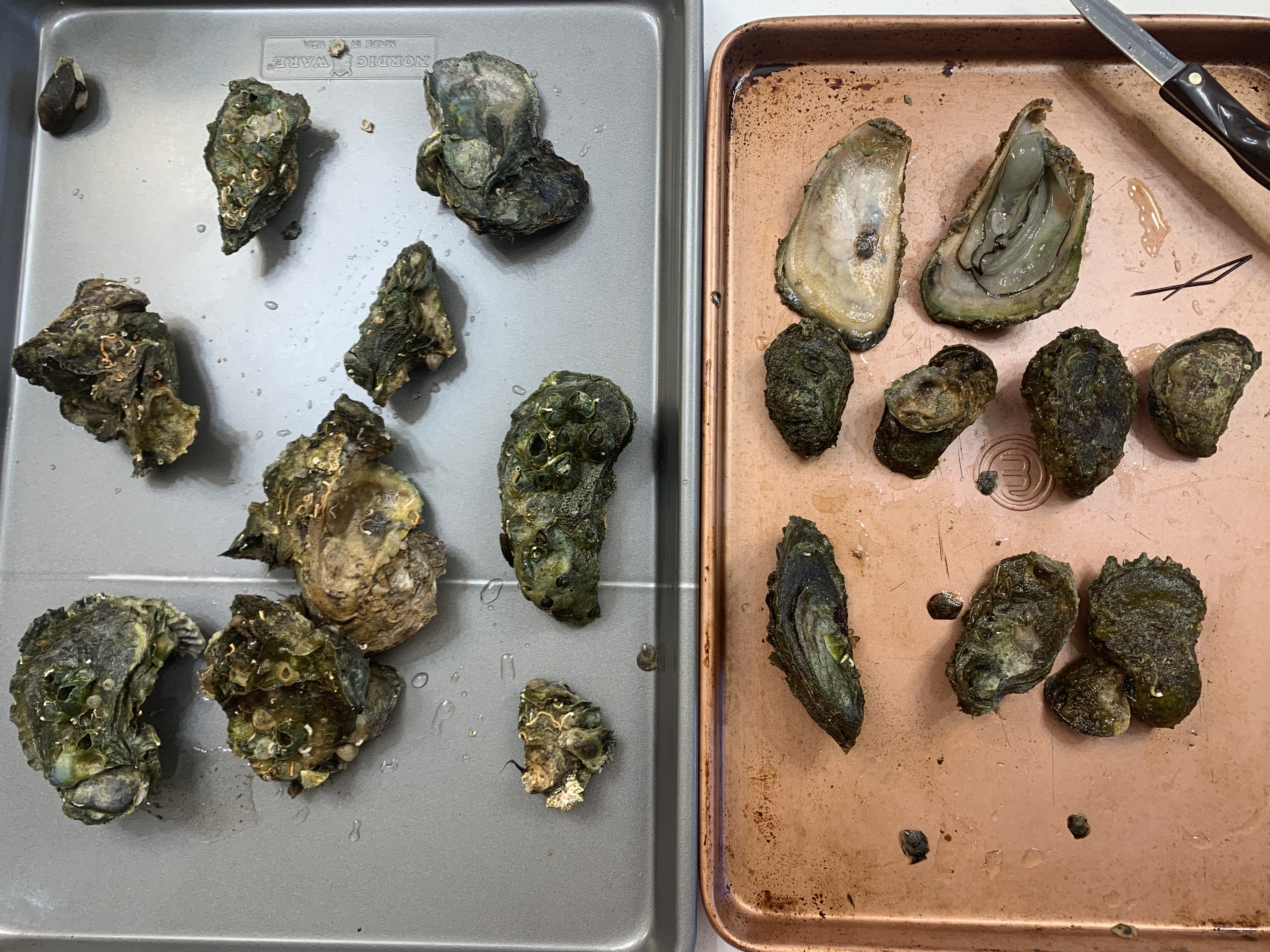 Finding native oysters | Experiment