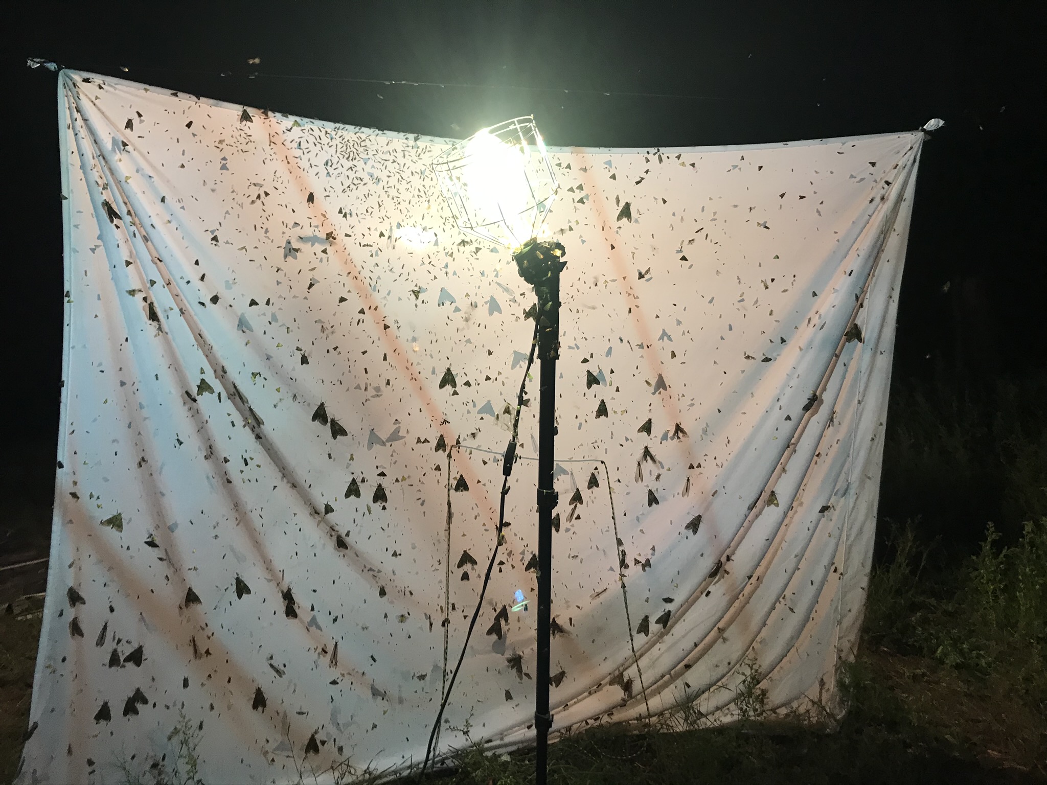 Field Work and Collections | Experiment