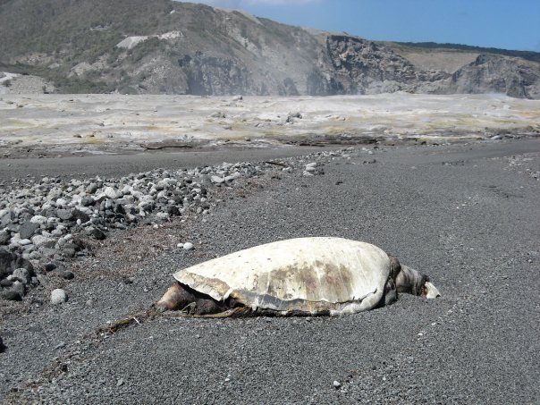 Crowdfunding my master's thesis for the love of marine megafauna and ...