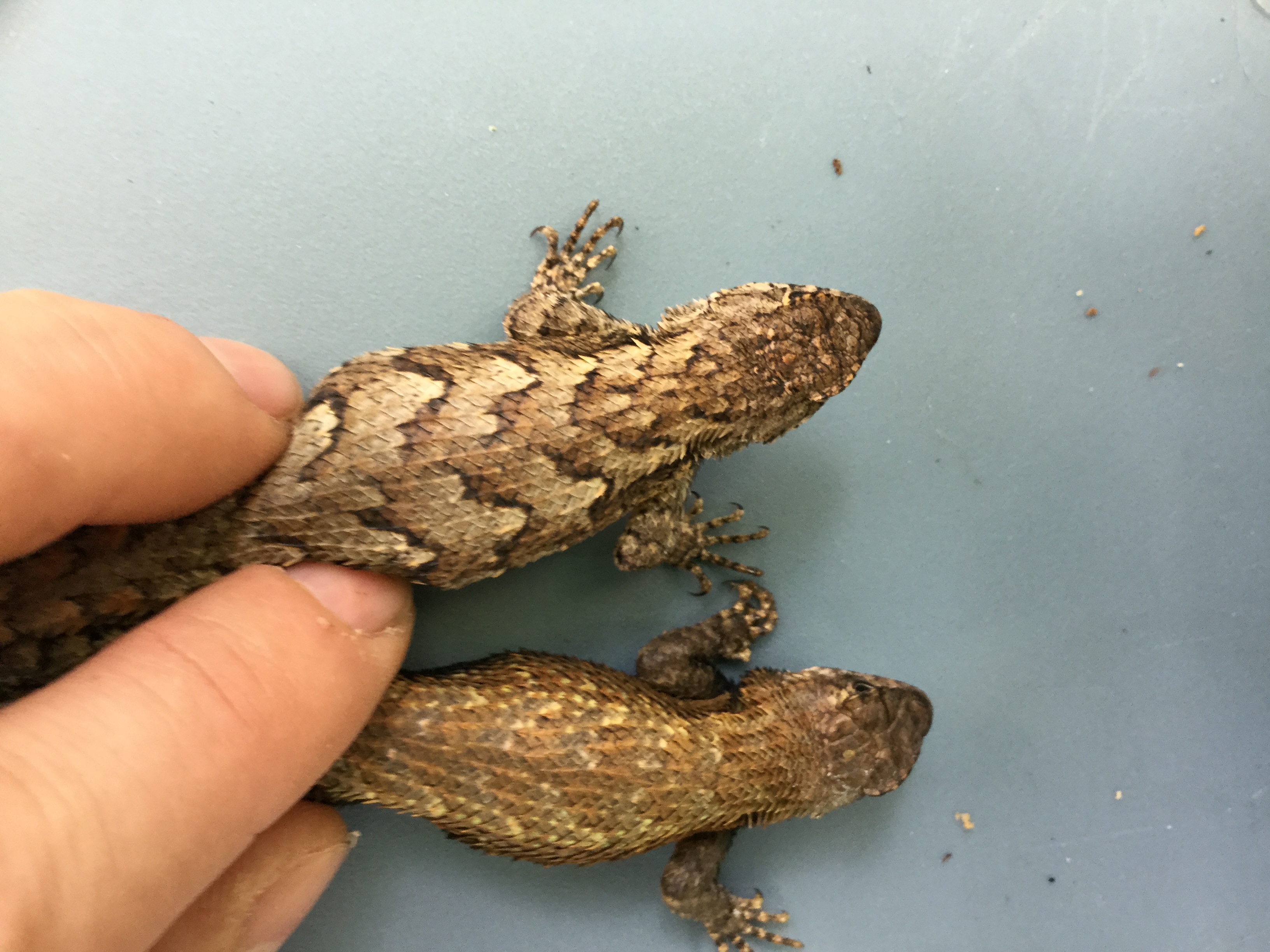 A brief introduction to the Eastern fence lizard | Experiment