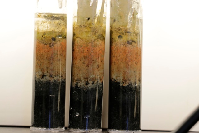 Winogradsky columns are finished incubating | Experiment