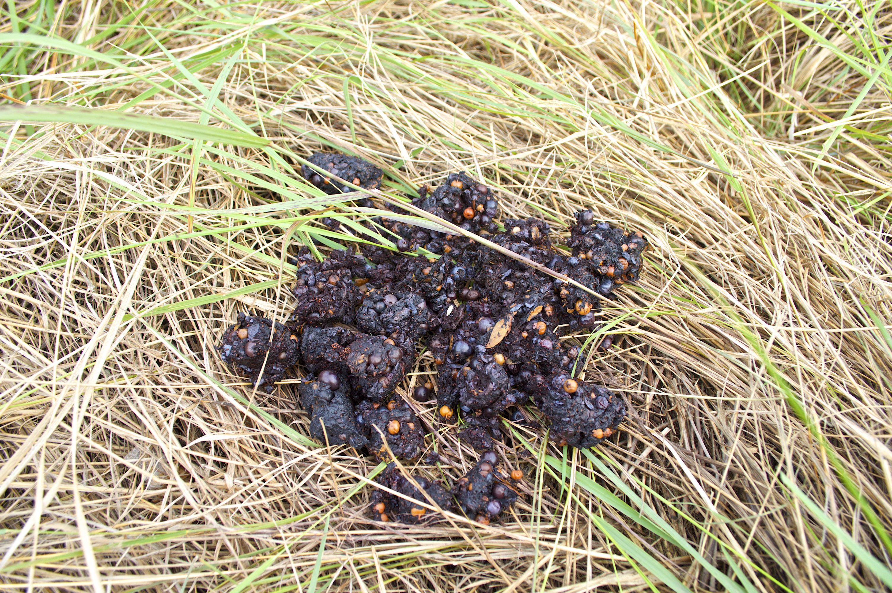 Wolf-Beaver Update #6 | Experiment