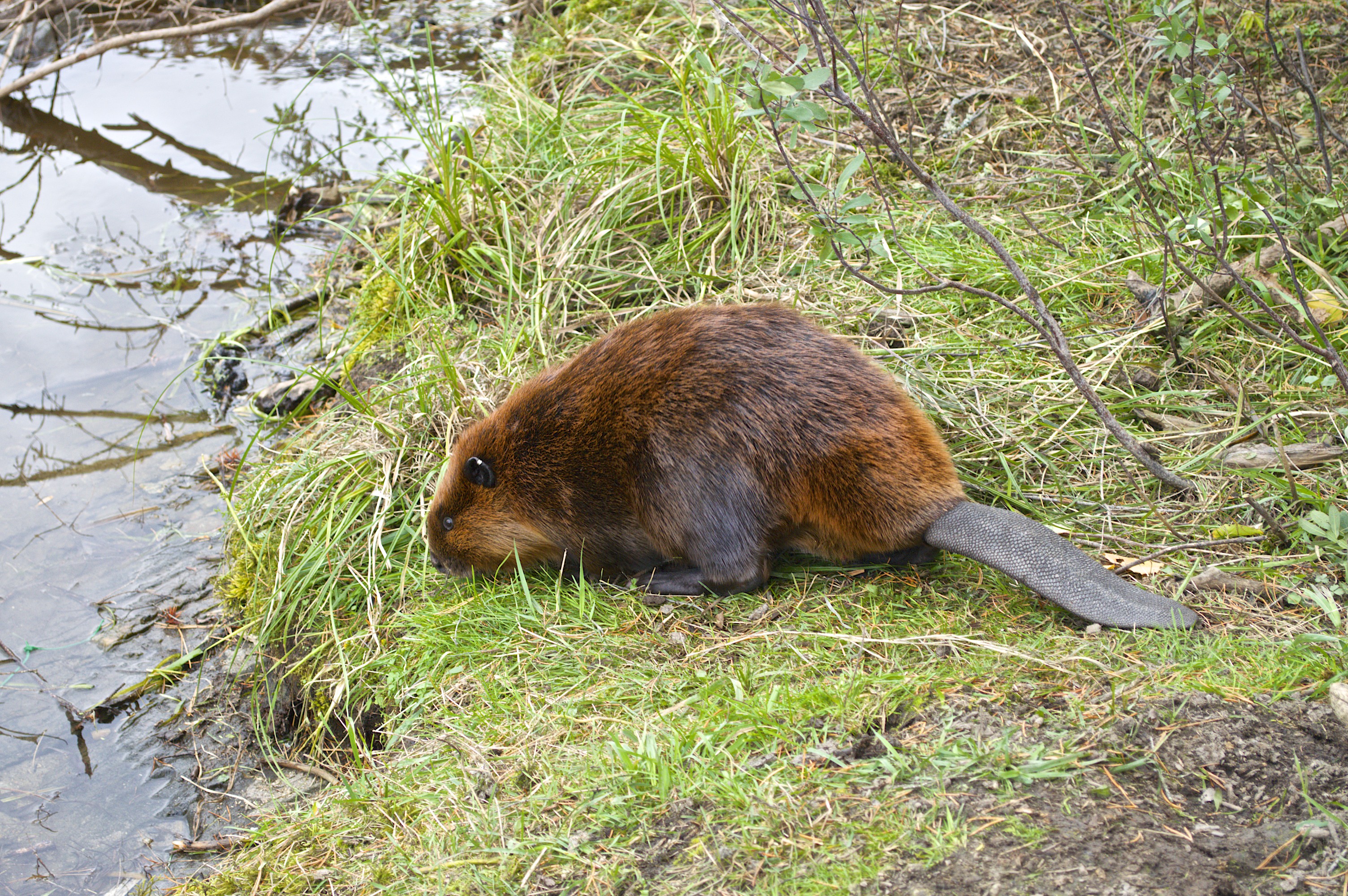 Wolf-Beaver Update #8 | Experiment