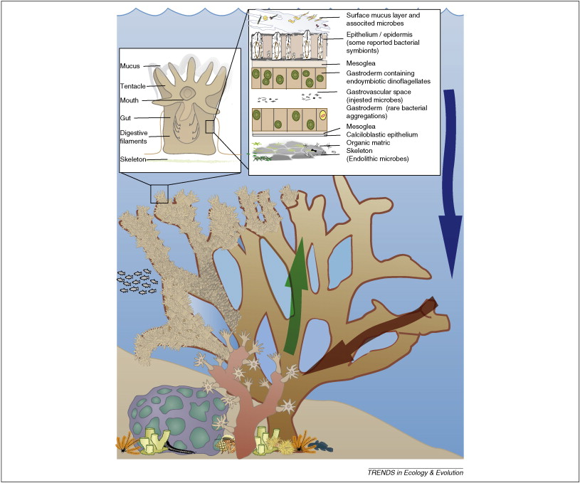 The roles of bacteria in corals | Experiment