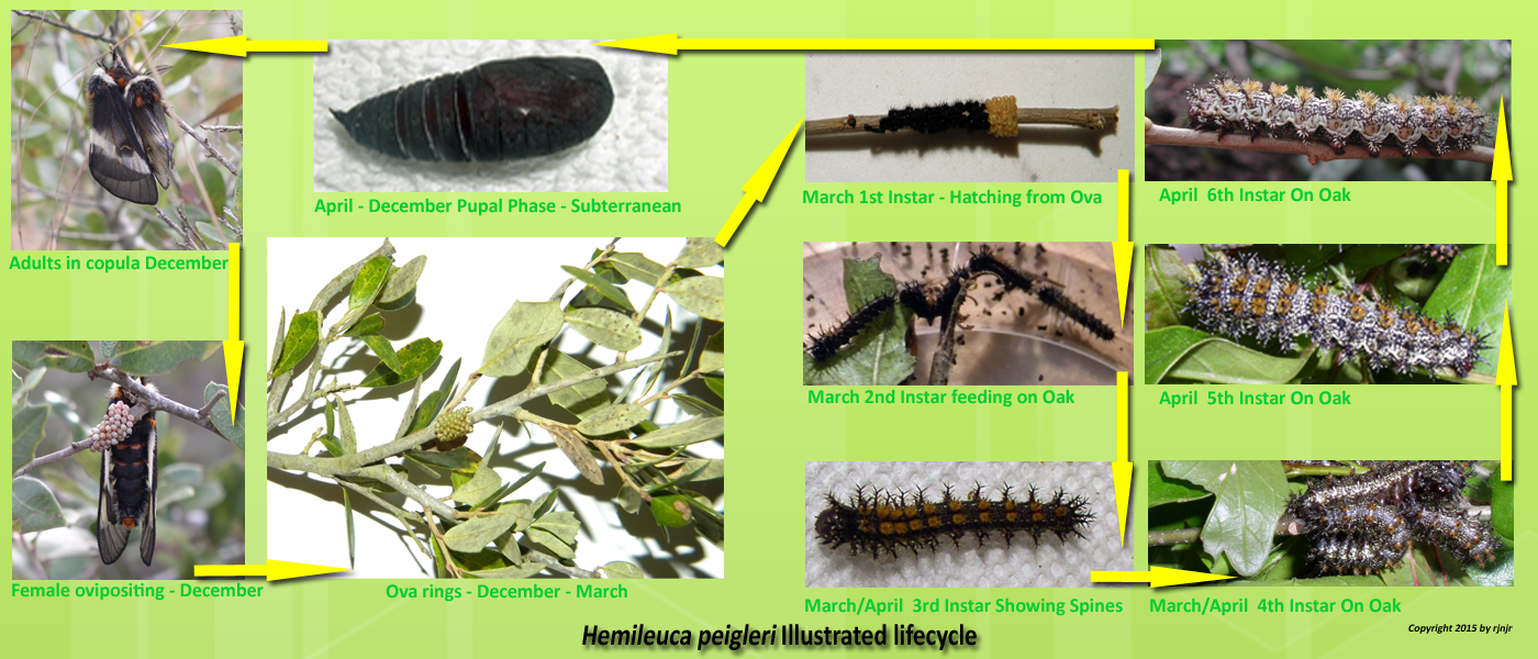 The Life Cycle of Peigler's Buck Moth | Experiment