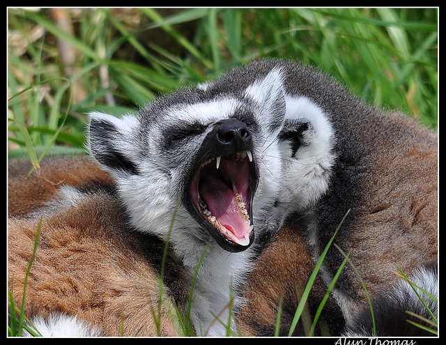 What is a lemur?! | Experiment