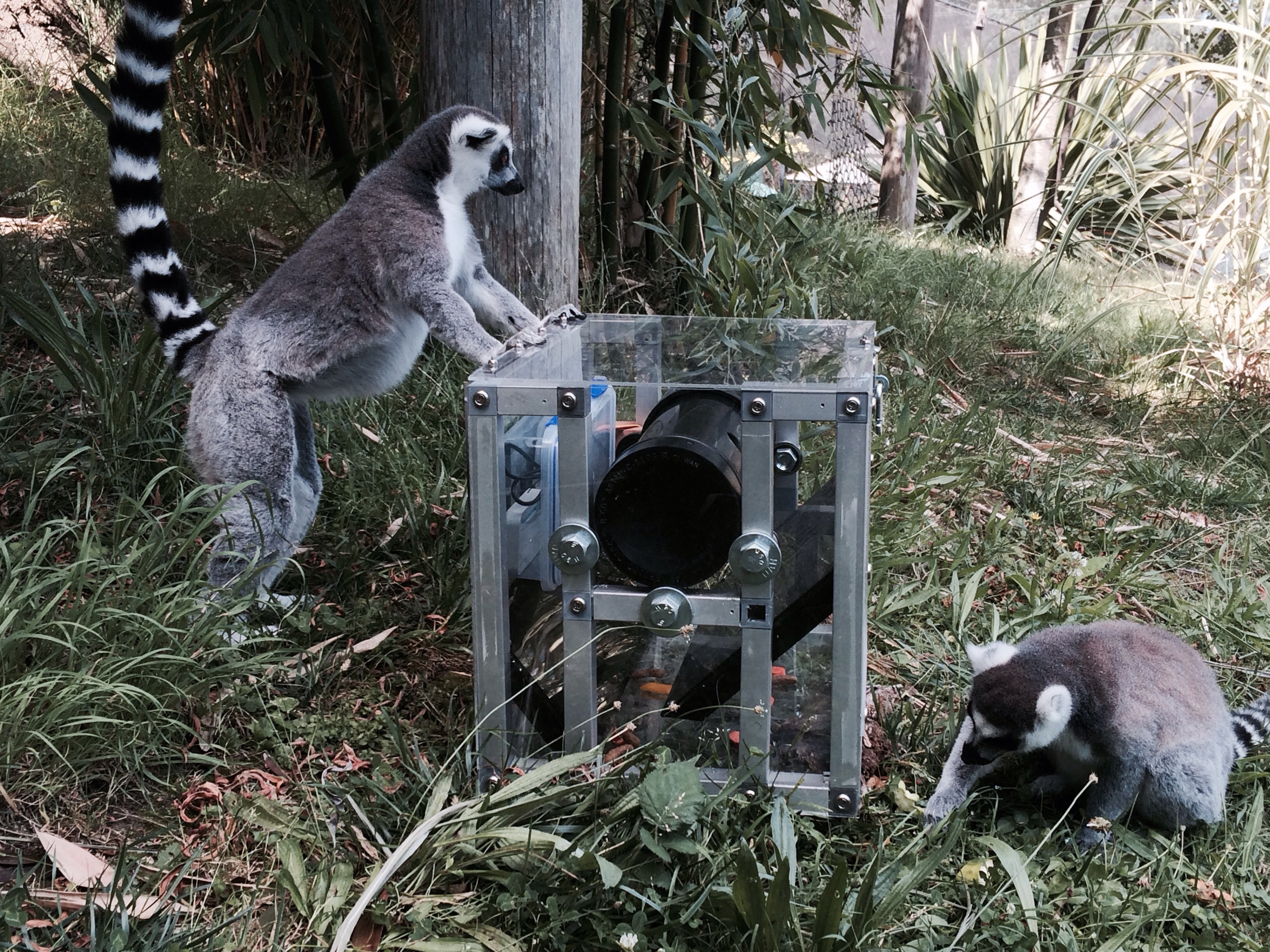 VIDEO: Watch the lemurs using the smart feeder! | Experiment