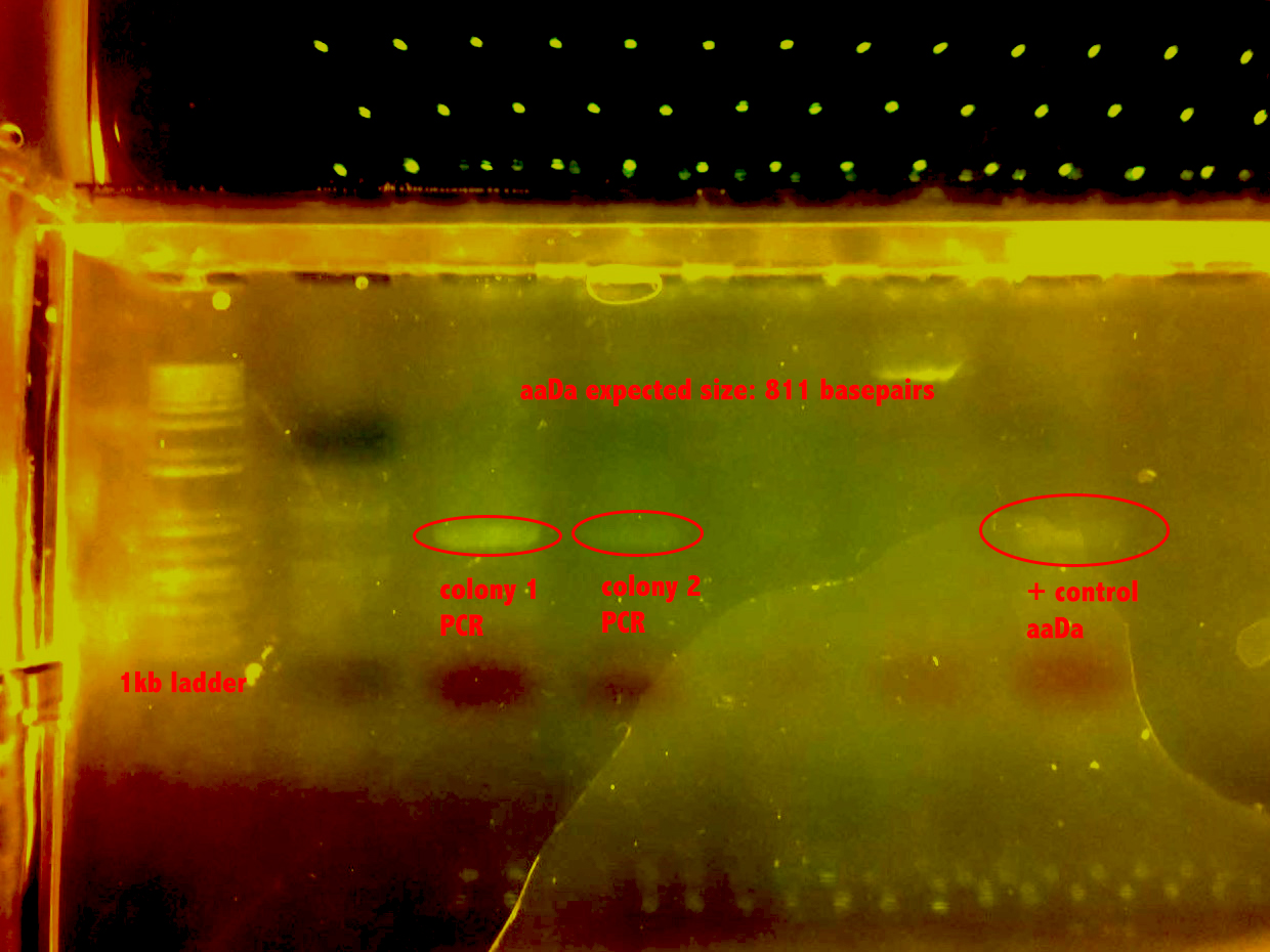 Major IndieBio update, First visible colonies from pASapI-aada algal ...