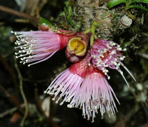 Mauritius may be the perfect getaway for tourists but the endemic flora ...
