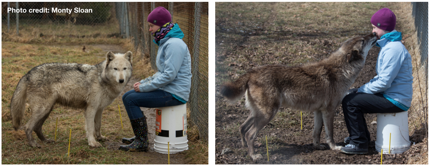 How we study the genetics of canine behavior | Experiment