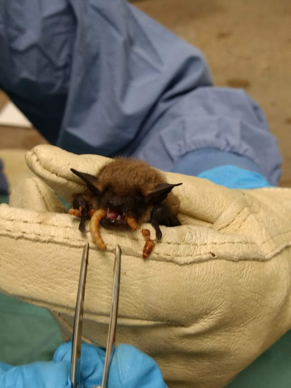 Bat collecting | Experiment