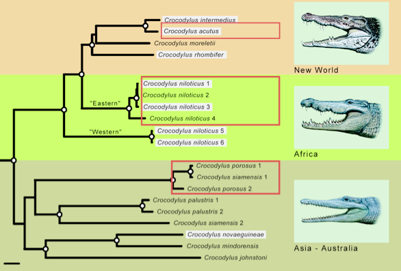 Final #crocmyth from a week of crocmyths! Lots 'o Crocs! | Experiment