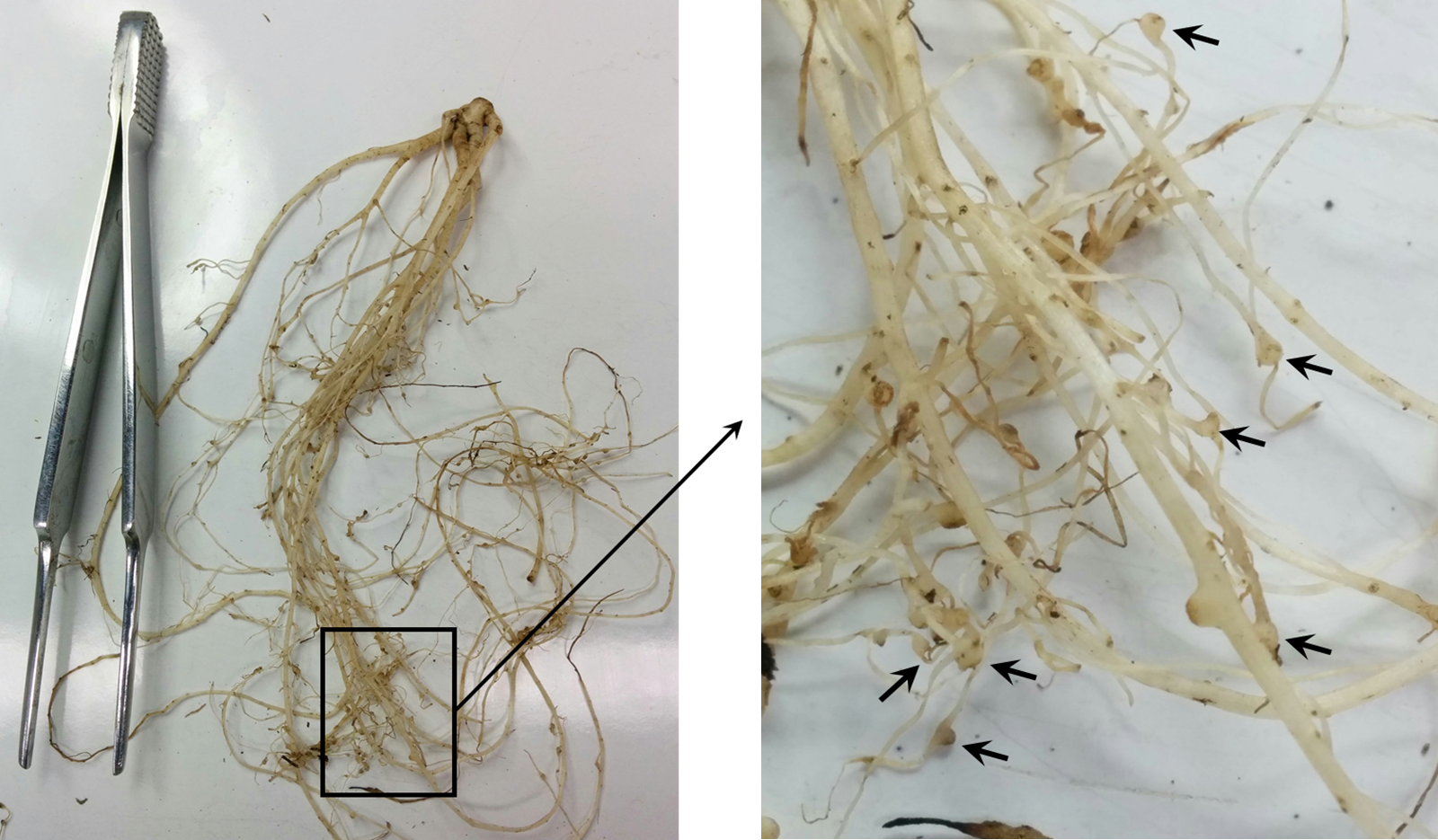 What Defines A Plant Parasite Experiment