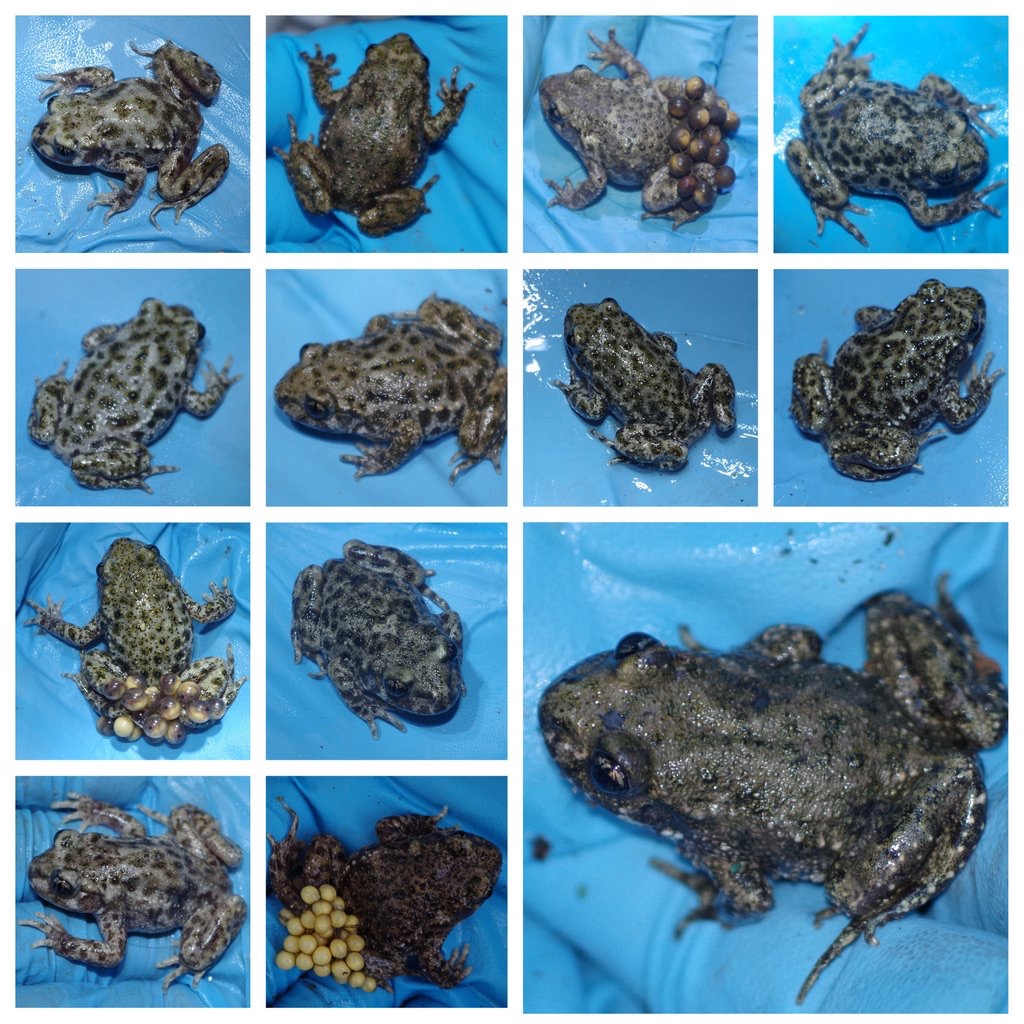 Tracking midwife toads through time and space | Experiment
