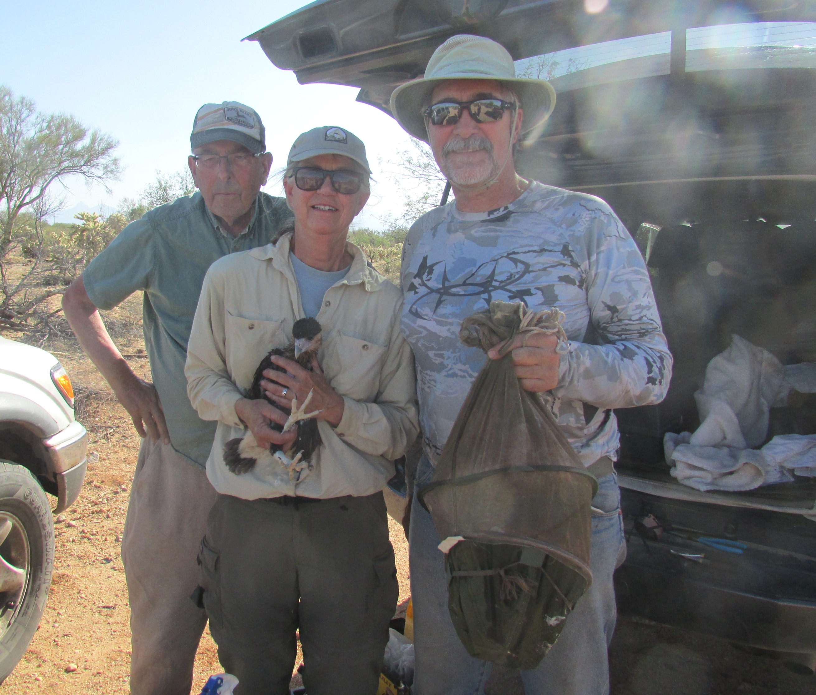 Caracaras tagged! | Experiment