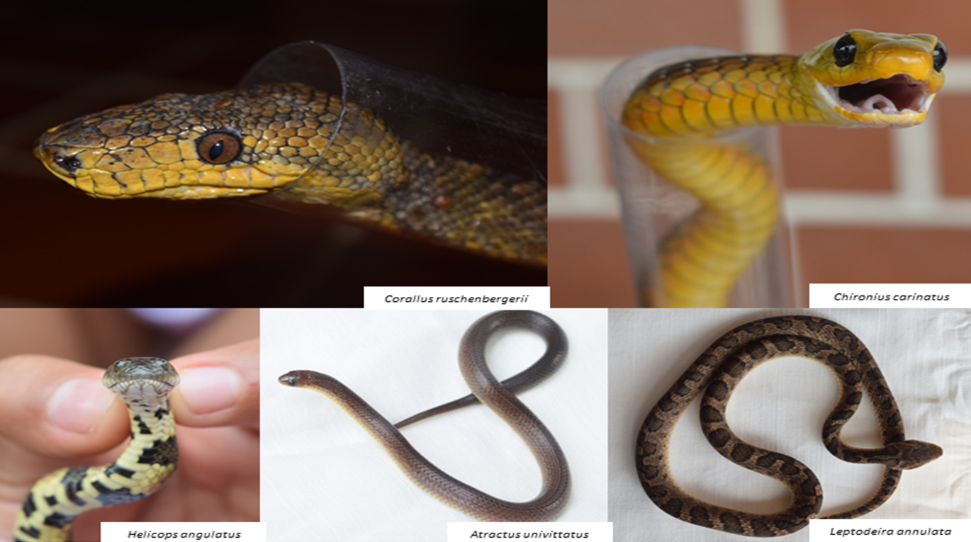 The Snakes of the Colombian Savannas | Experiment