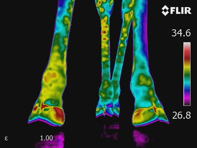 Thermal images of a giraffe's legs. This giraffe has arthritis and ...