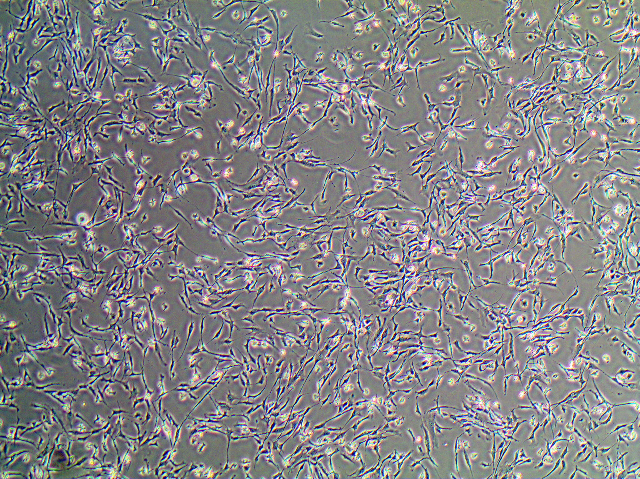 Sweet success: meet the giraffe stem cells! They have so much potential ...