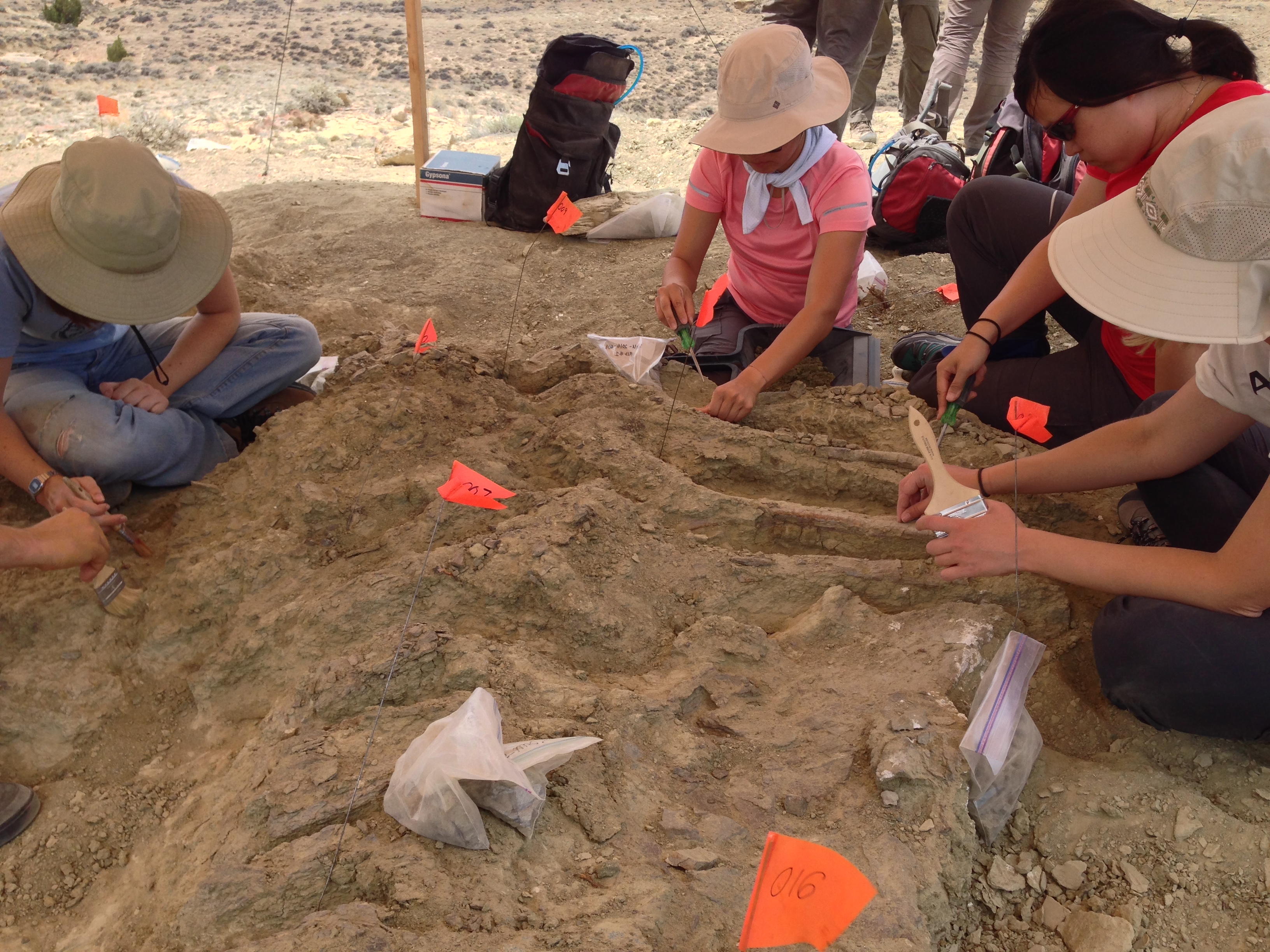 Field Paleontology and the Value of Volunteers | Experiment