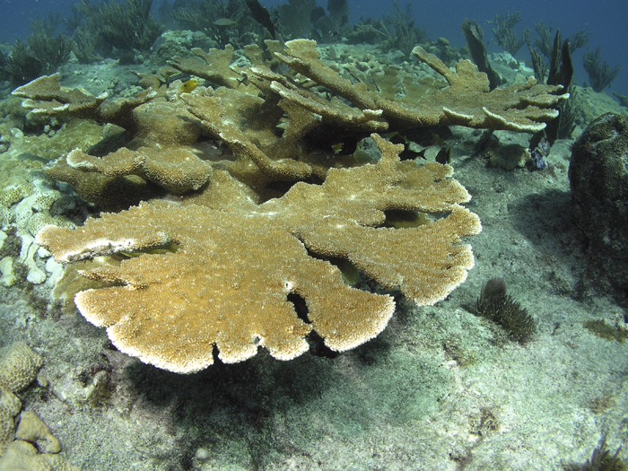 Coral Morphologies: What Are They, How Are They Built, And Why Do They ...